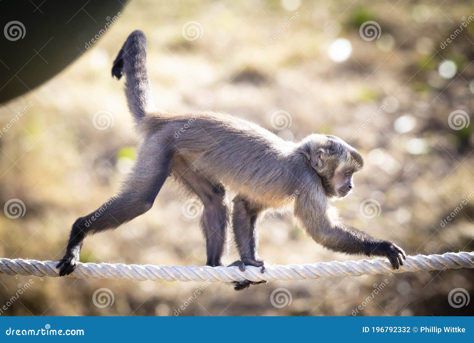 A Tufted Capuchin Monkey on a Rope in the Sunshine Stock Photo - Image ...