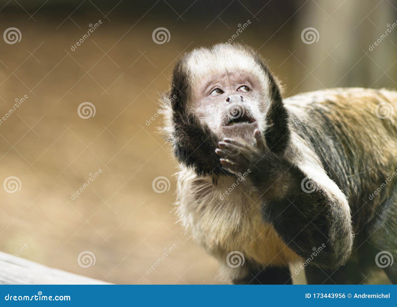 Tufted capuchin monkey stock photo. Image of animals - 173443956