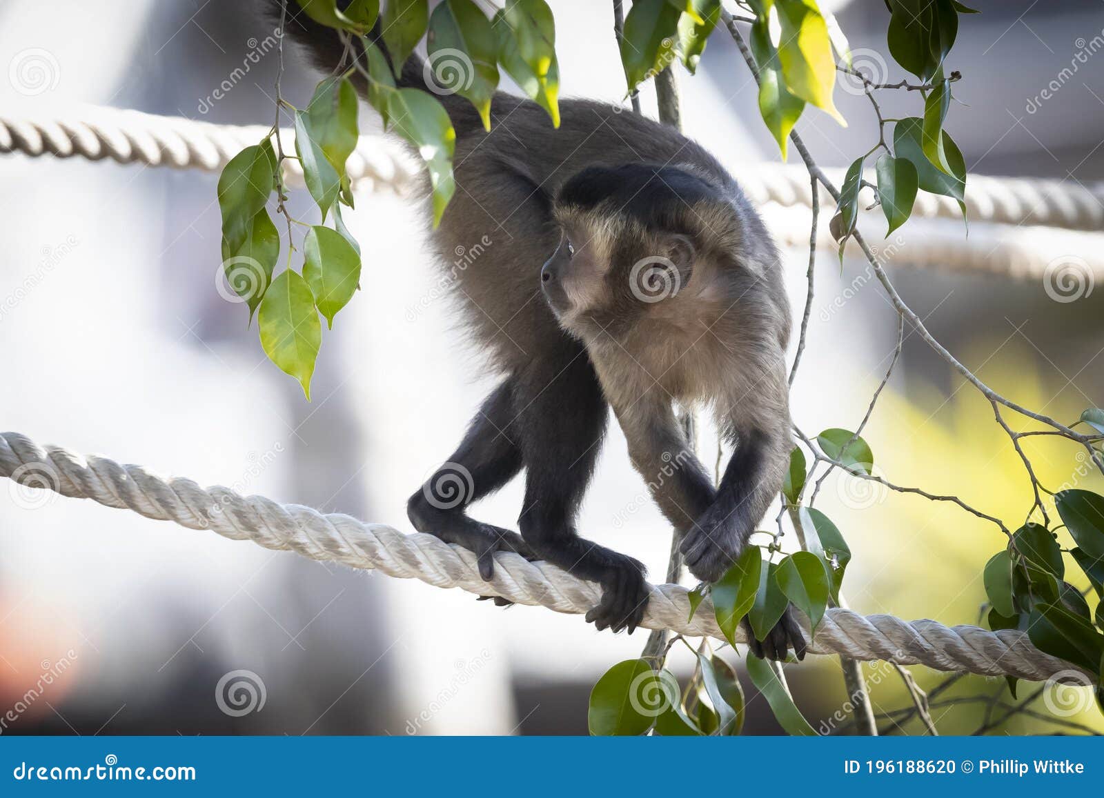 A Tufted Capuchin Monkey Walking on a Rope Stock Photo - Image of rope ...