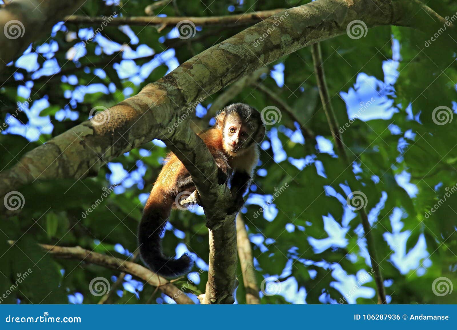 Tufted Capuchin Monkey stock photo. Image of manaus - 106287936