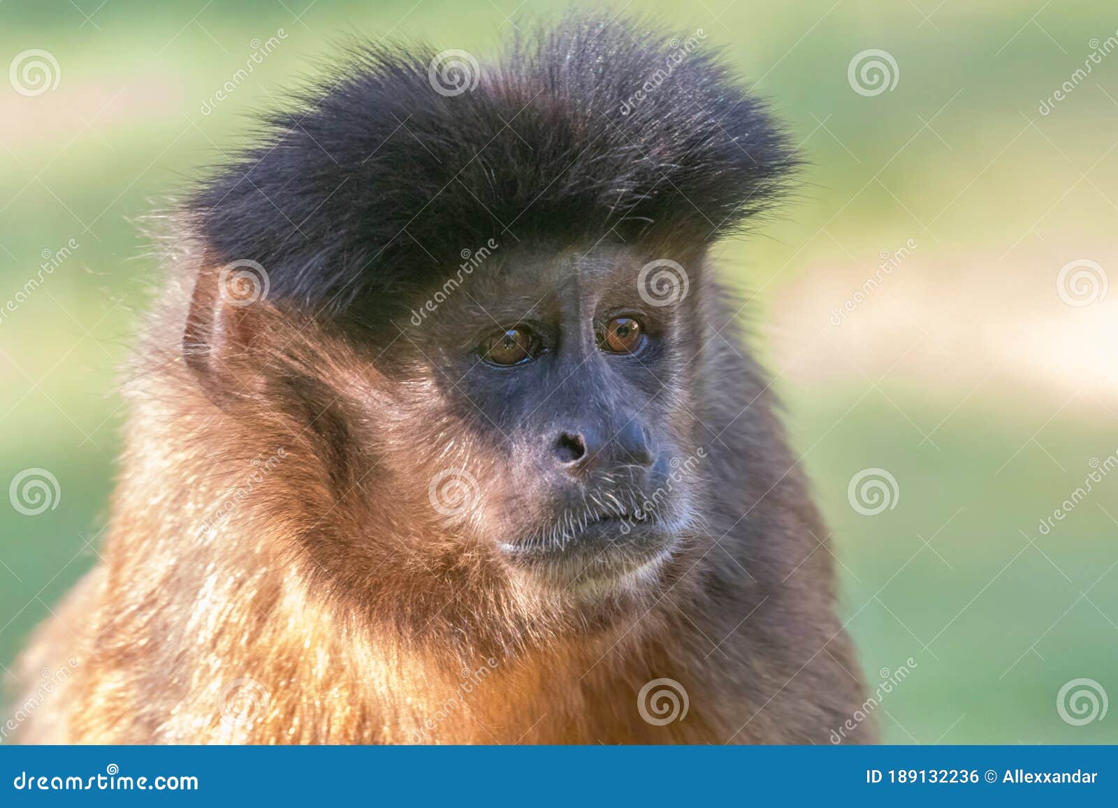 Tufted Capuchin Monkey Royalty-Free Stock Image | CartoonDealer.com ...