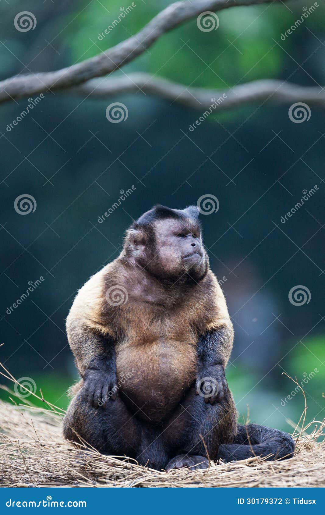 Tufted Capuchin stock photo. Image of peace, hands, human - 30179372