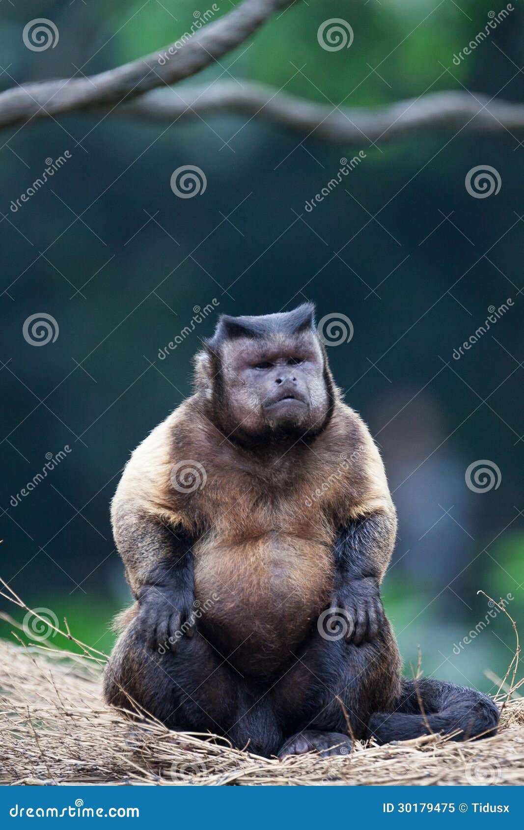 Tufted Capuchin Large-headed Capuchin And Black Faced Spider Monkey In ...