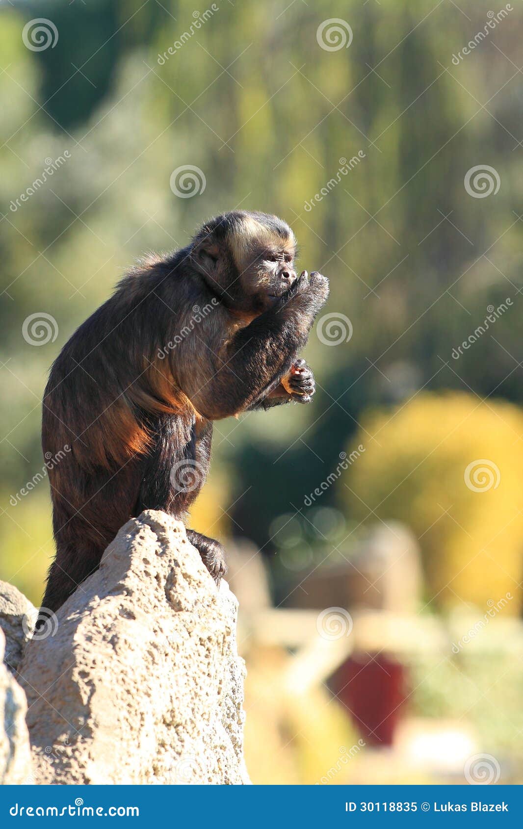 Tufted Capuchin Large-headed Capuchin And Black Faced Spider Monkey In ...