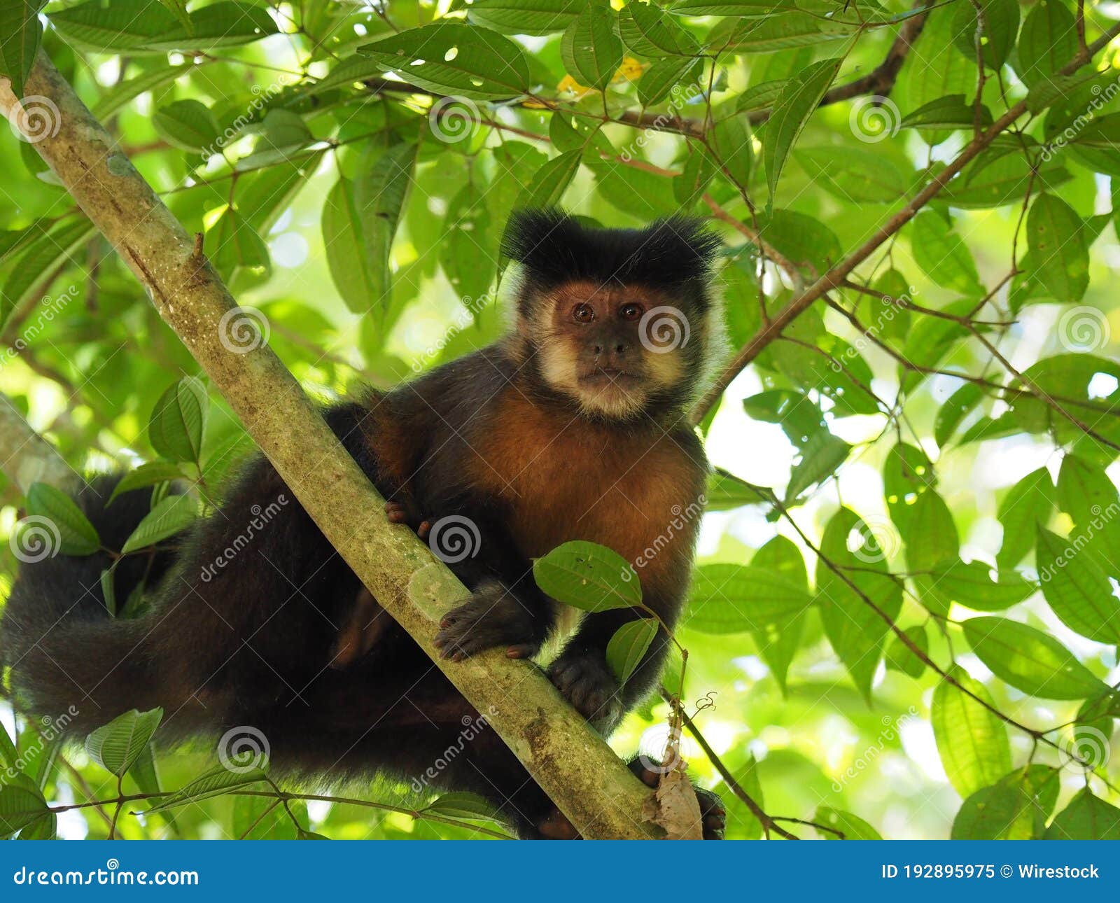 Tufted Capuchin Sitting on a Tree Branch in a Forest Stock Image ...