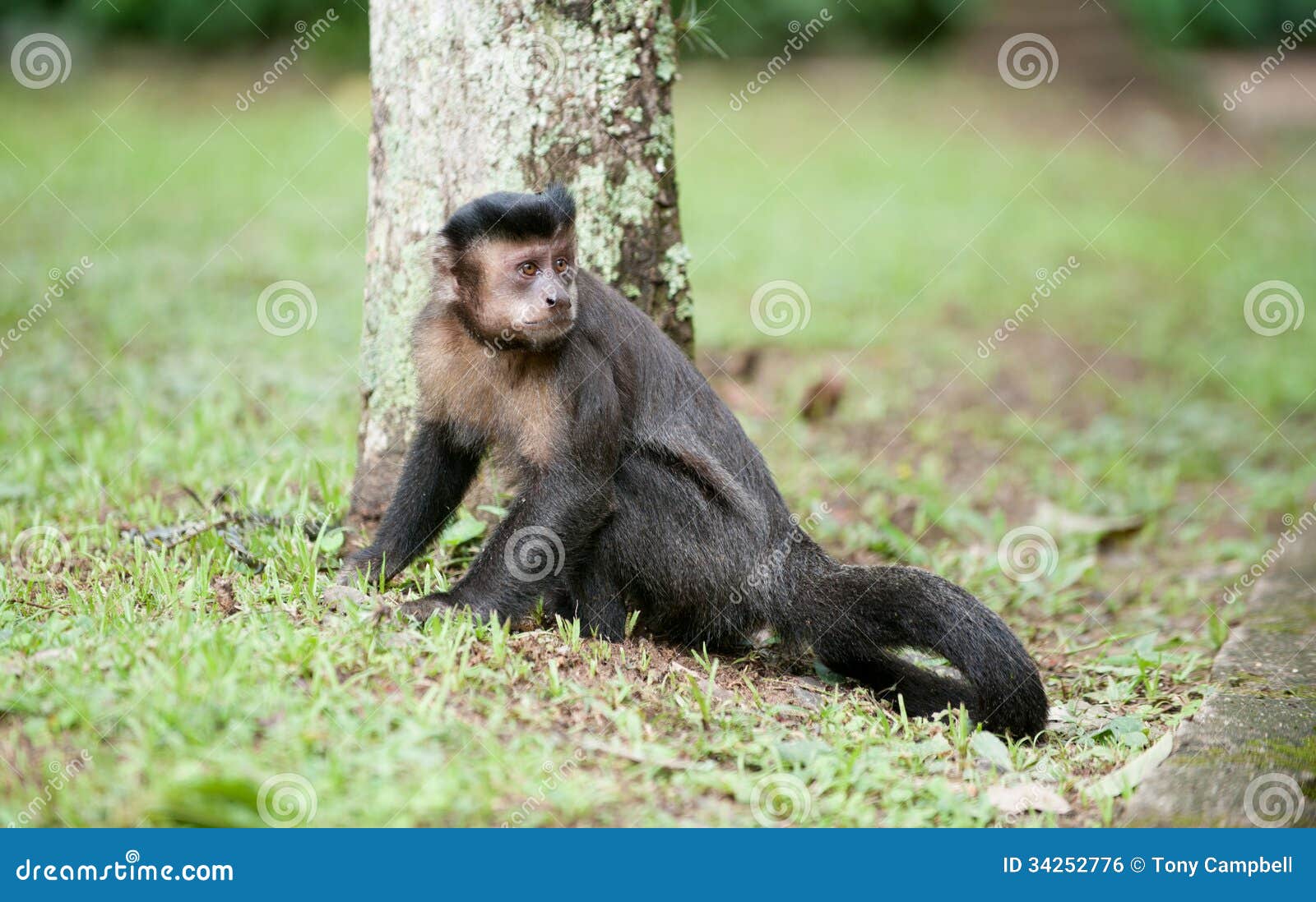 Tufted Capuchin by a tree stock photo. Image of forest - 34252776