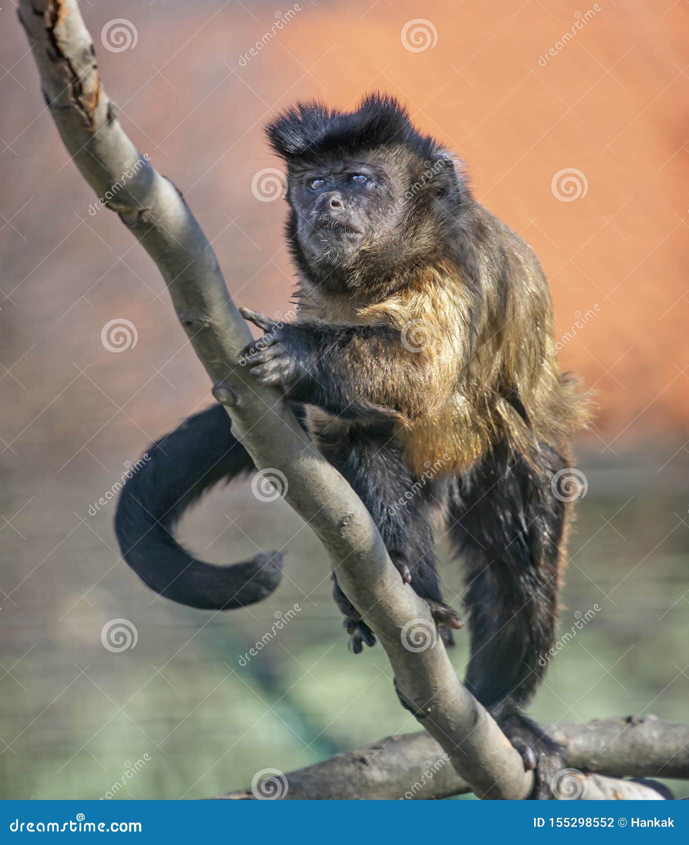Tufted Capuchin on the Tree Stock Photo - Image of wild, tamarin: 155298552