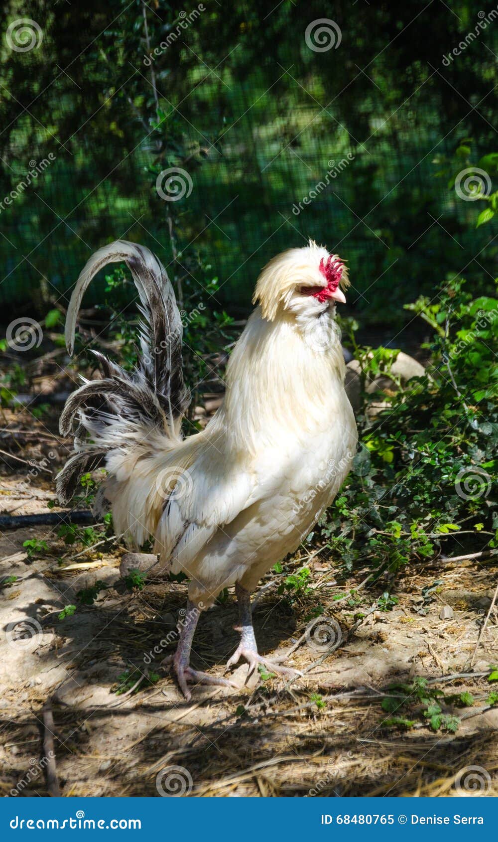 Tufted chicken stock image. Image of avian, colourful - 68480765