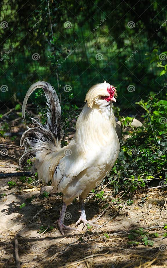 Tufted chicken stock image. Image of avian, colourful - 68480765
