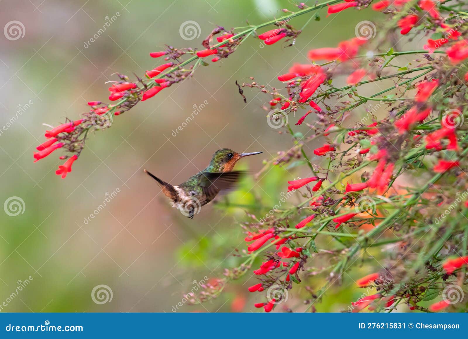 Tiny Tufted Coquette Hummingbird Flying in a Bush of Red Antigua Heath ... Tiny Tufted Coquette Hummingbird Flying in a Bush of Red Antigua Heath ...