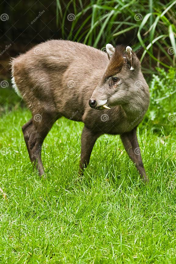 Tufted Deer stock photo. Image of elaphodus, background - 7163108