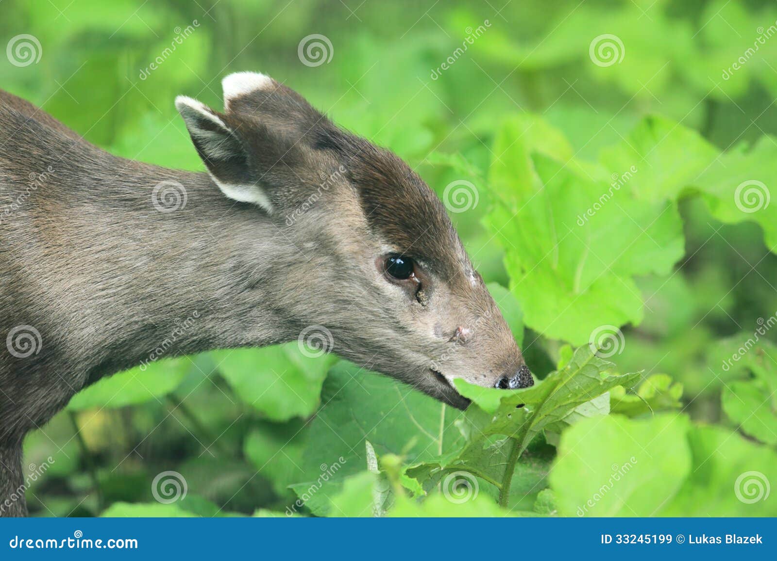 Tufted deer stock image. Image of tufted, antelope, elaphodus - 33245199