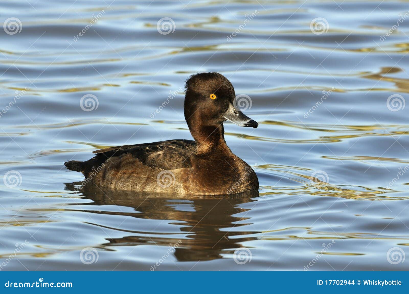Tufted Duck - Aythya Fuligula Stock Photo - Image of british, britain ...