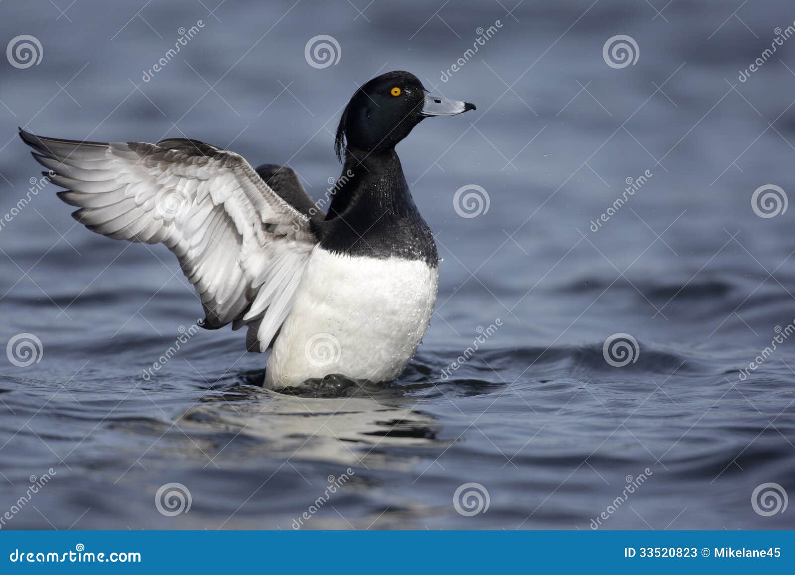 Tufted Duck, Aythya Fuligula Stock Image - Image of ducks, britain ...
