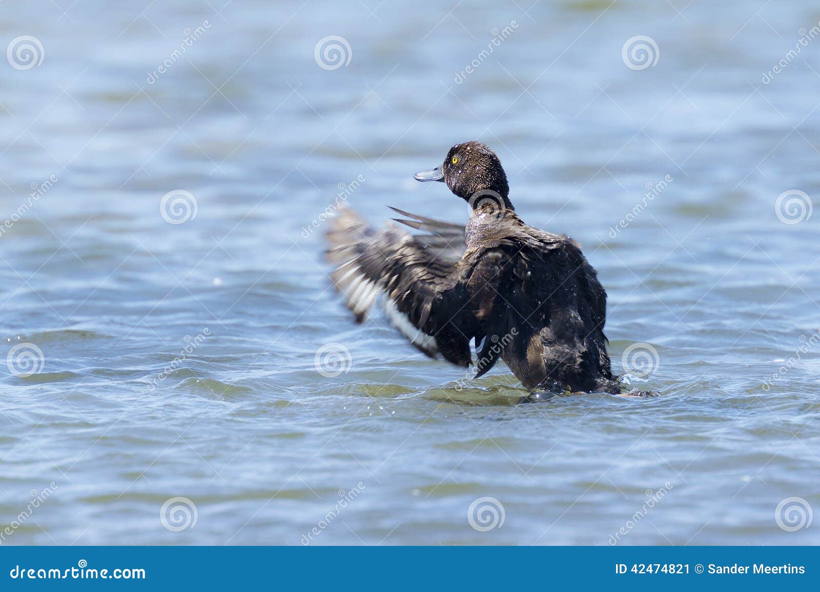 Tufted duck cleaning stock image. Image of female, waterfowl - 42474821