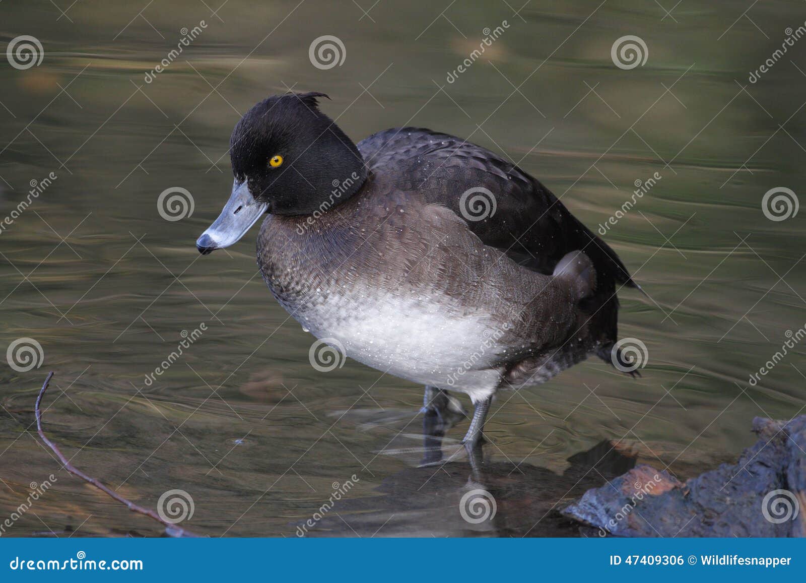 Tufted Duck Female - Aythya Fuligula Stock Photo - Image of fuligula ...
