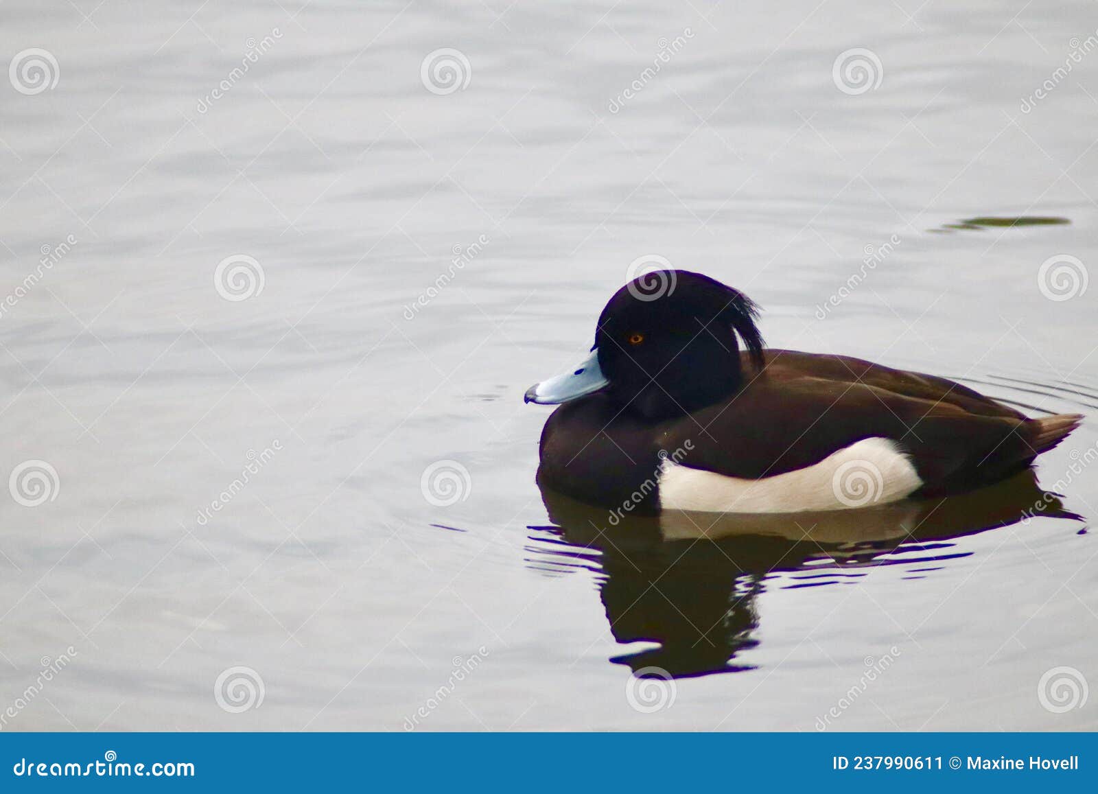 A Tufted Duck Gliding in Water Stock Image - Image of naturephotography ...