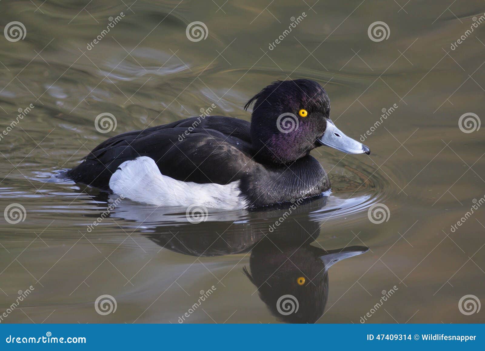 Tufted Duck Male - Aythya Fuligula Stock Photo - Image of aythya, wild ...