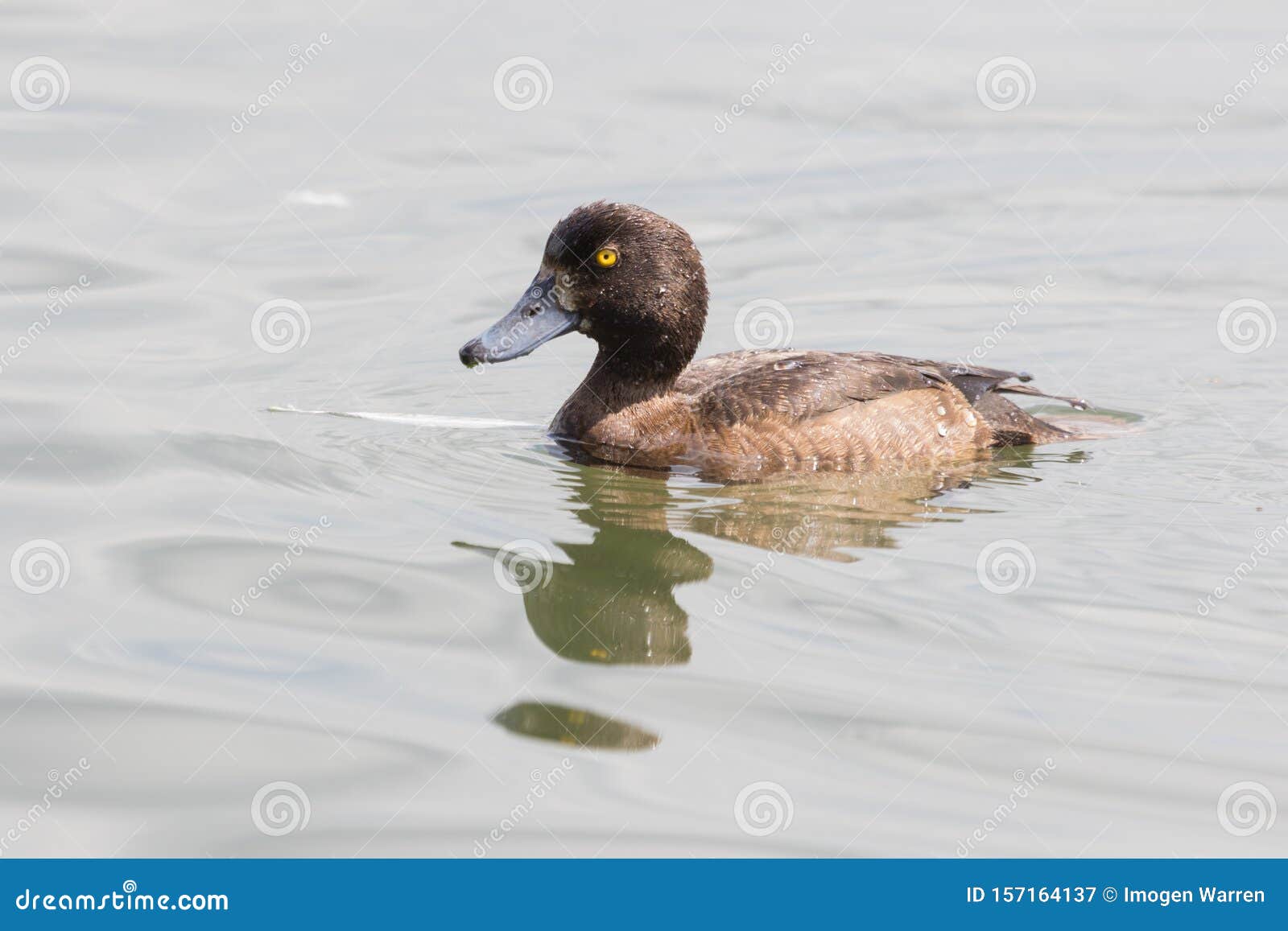 Tufted Duck in the UK stock image. Image of floppy, beautiful - 157164137