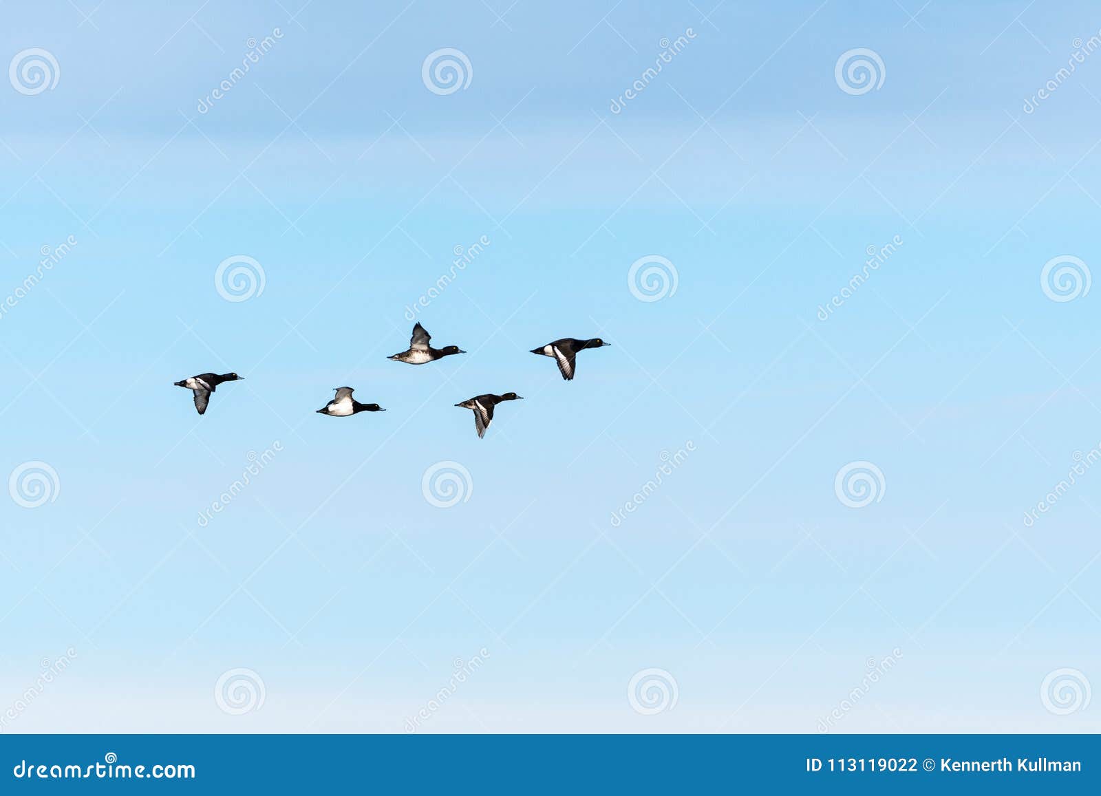 Bird Formation with Tufted Ducks Stock Photo - Image of waterbird ...