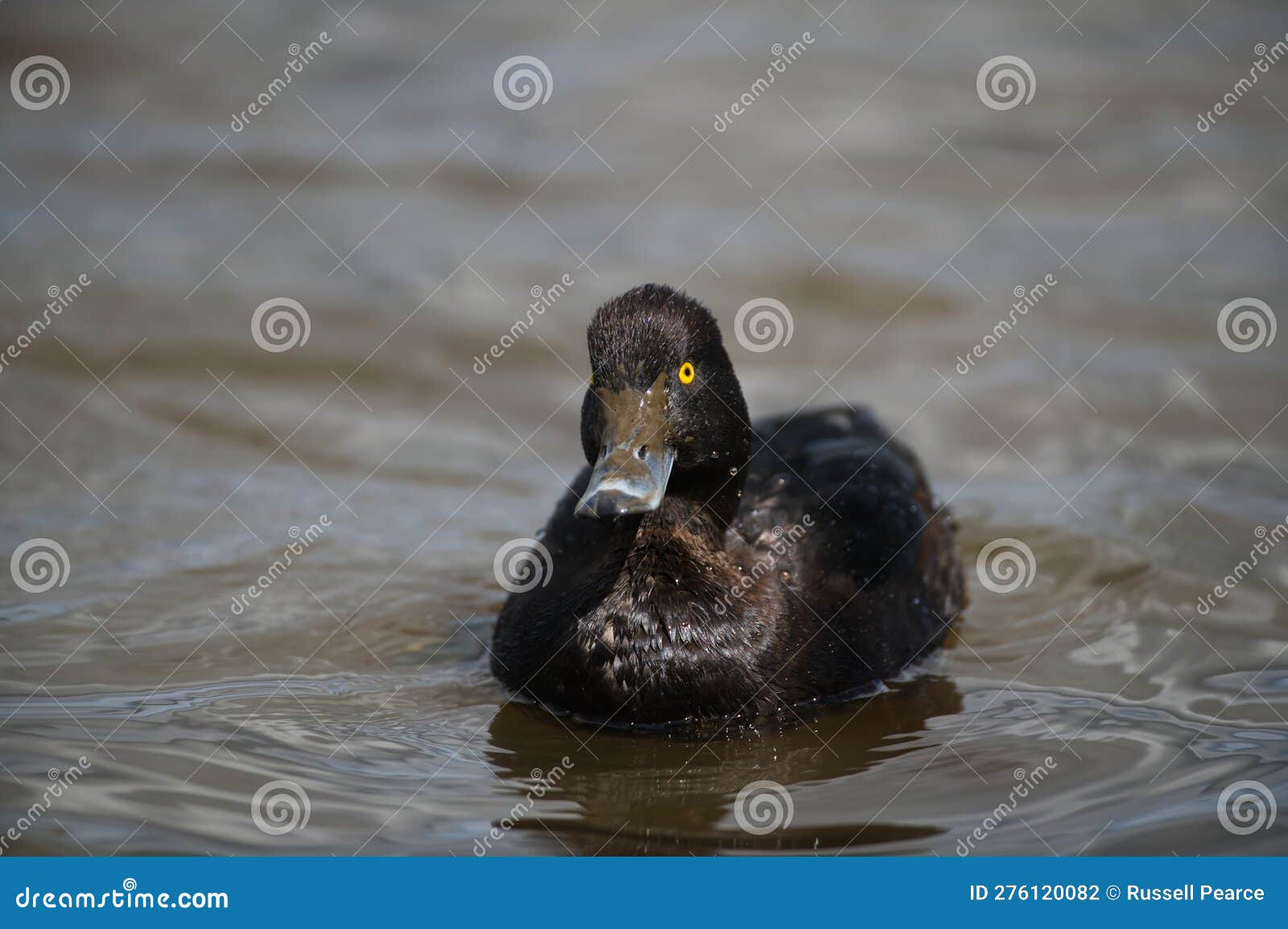Tufted Female Duck front stock photo. Image of colourful - 276120082