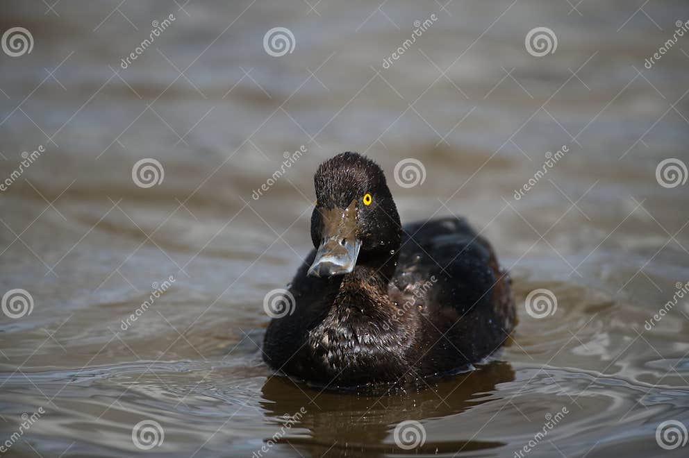 Tufted Female Duck front stock photo. Image of colourful - 276120082