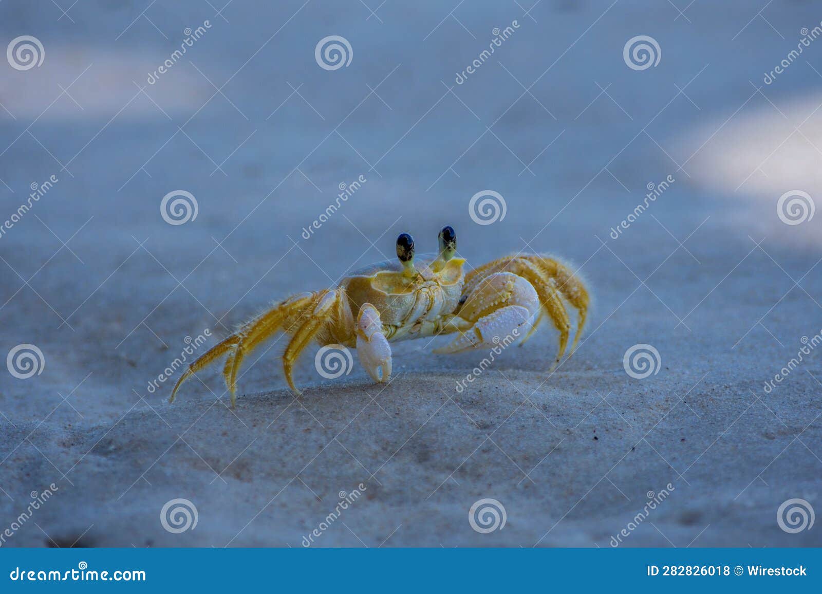Tufted Ghost Crab (Ocypode Cursor) on a Sand Dune on a Beach Stock ...