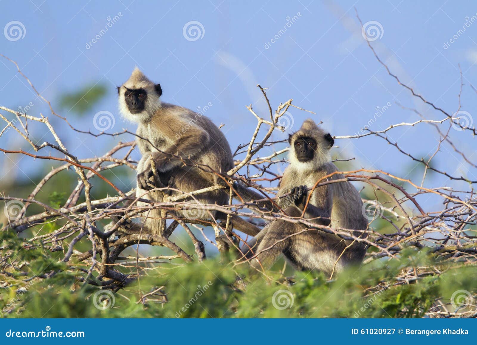 Gray Langur Monkeys At Ellora Caves In India Stock Photography ...