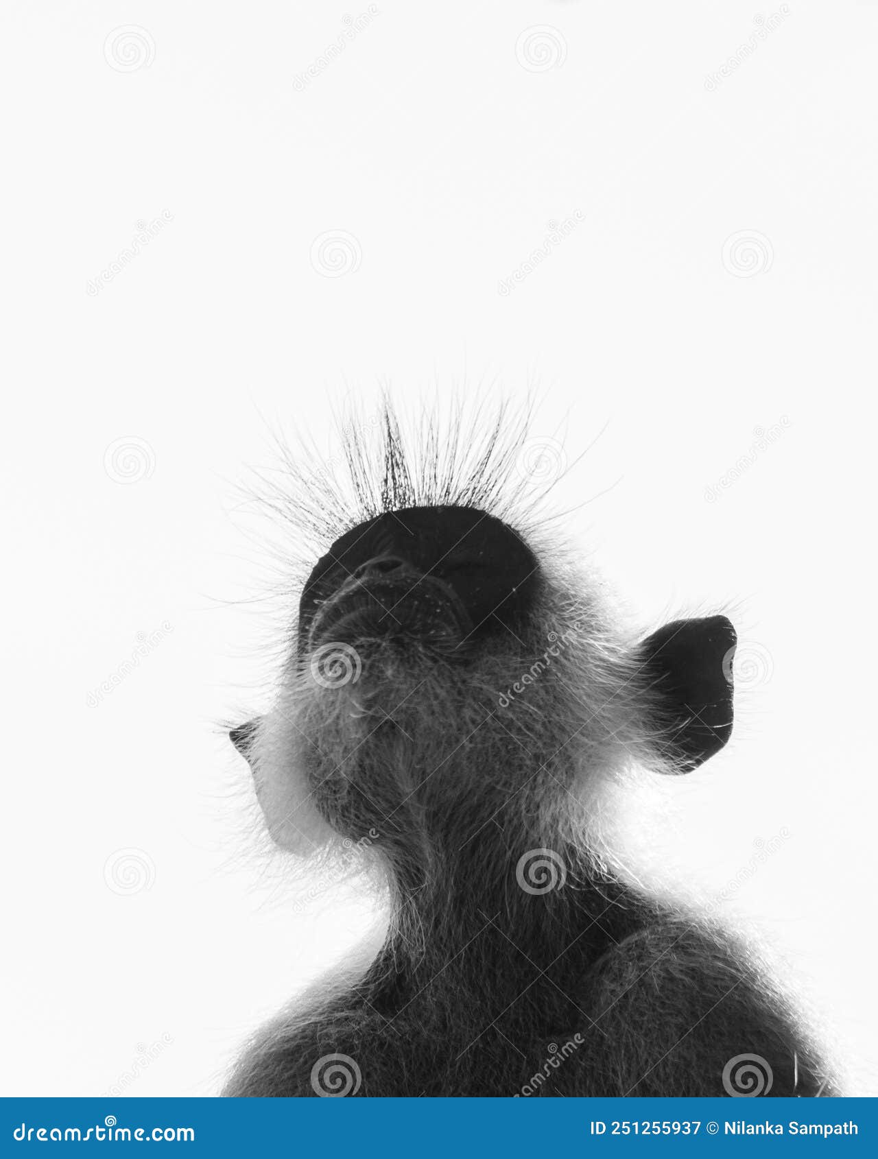 Tufted Gray Langur Monkey Looking Up, Backlit Portrait Photograph ...