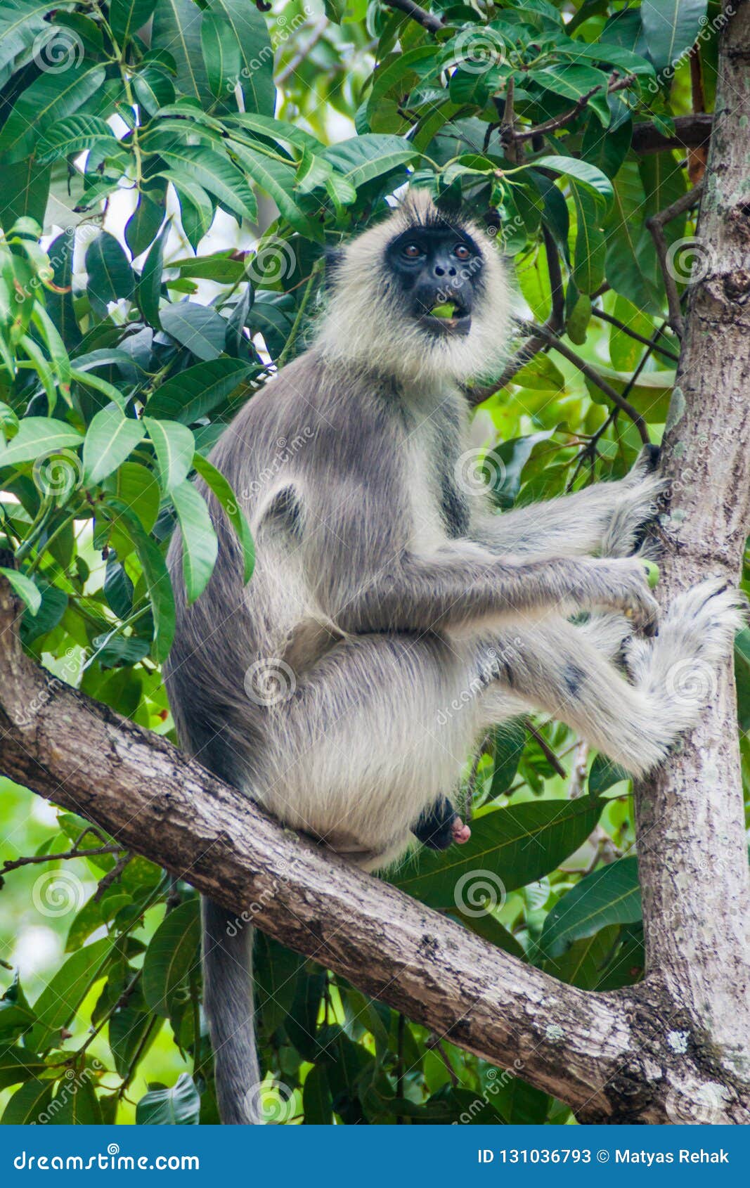 Tufted Gray Langur Semnopithecus Priam On A Tree In The Fort Frederick ...
