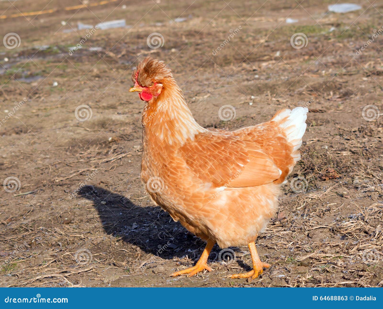 The tufted hen. stock image. Image of rural, pasture - 64688863