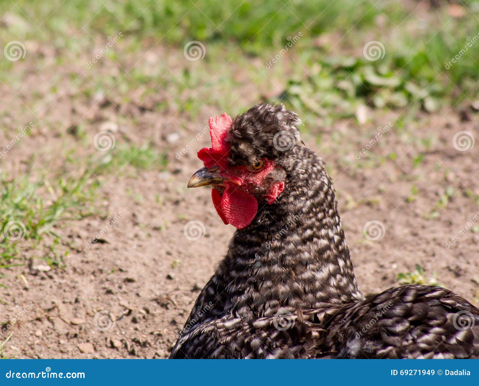 The Tufted hen. stock image. Image of poultry, agriculture - 69271949