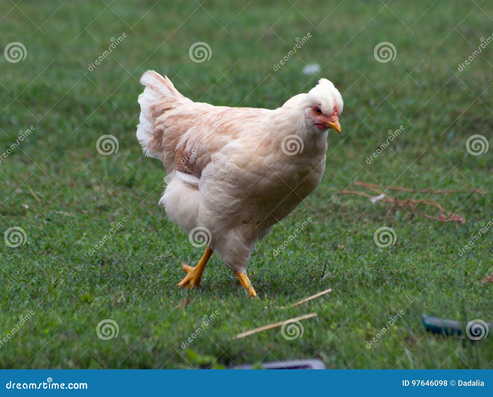 The tufted hen. stock photo. Image of grass, tufted, agriculture - 97646098