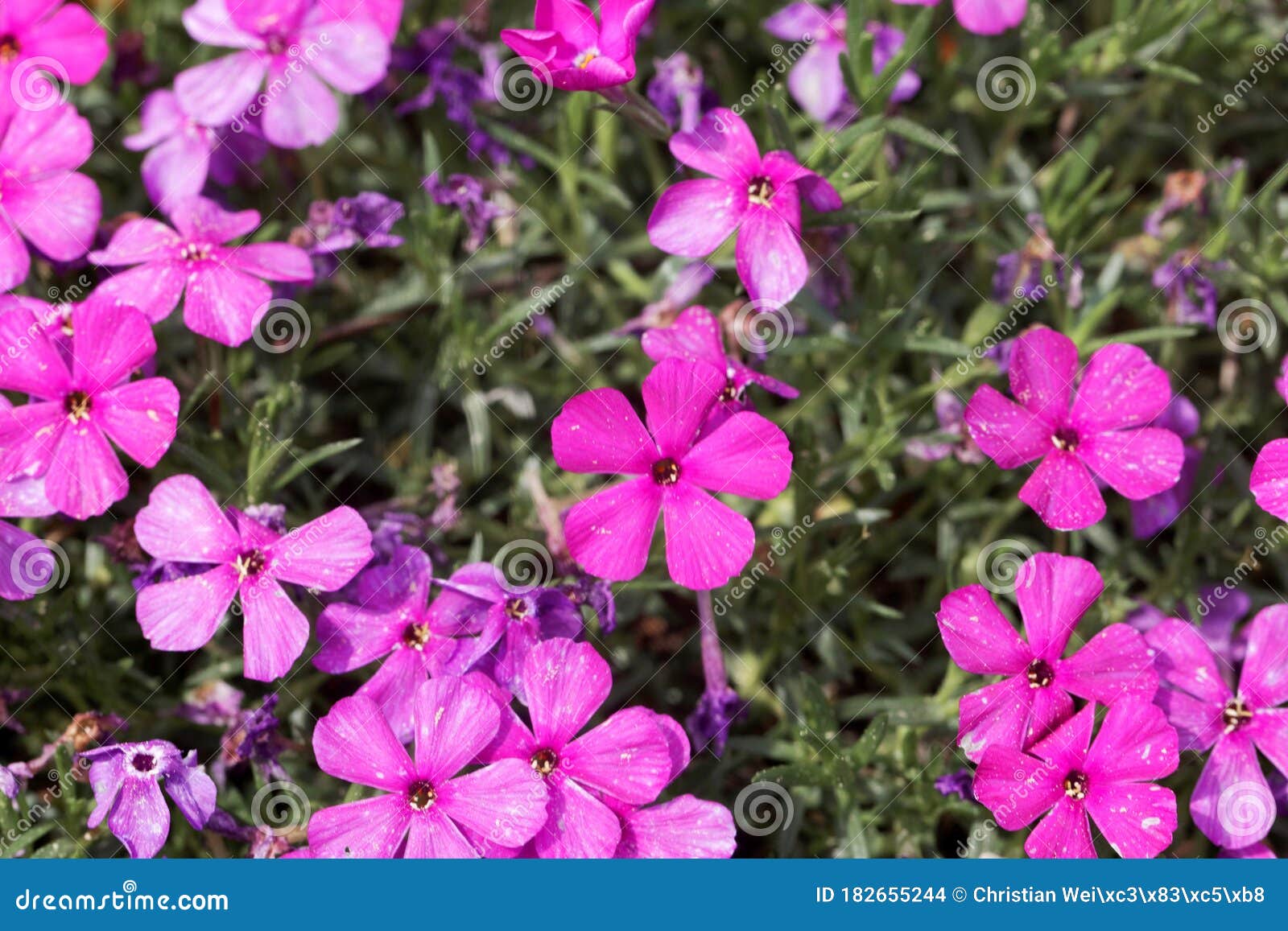 Tufted Phlox, Phlox Douglasii Stock Photo - Image of phlox, flora ...