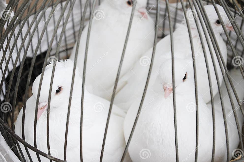 Tufted pigeons in cage stock photo. Image of spotless - 19302290