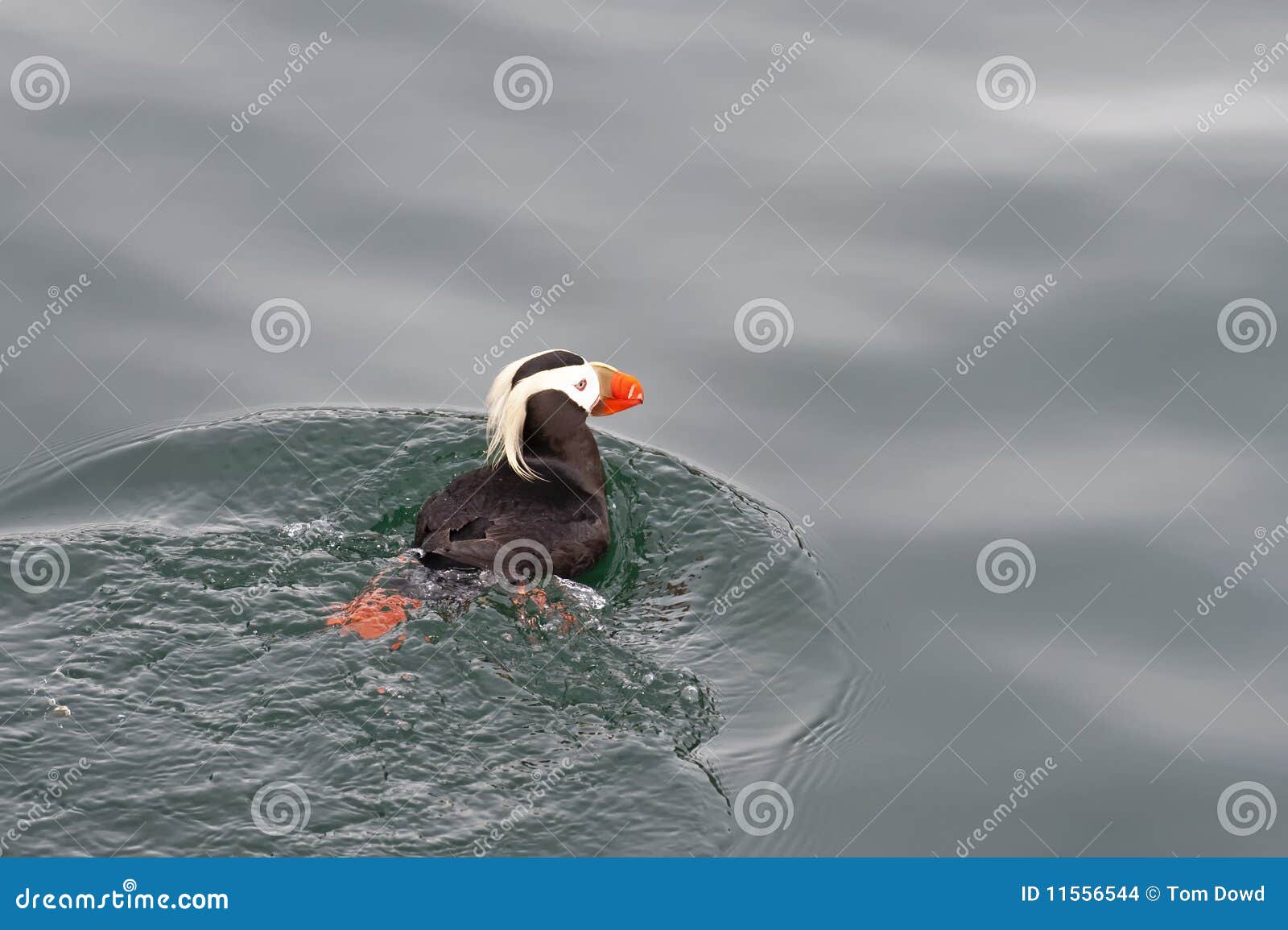 Tufted Puffin stock photo. Image of water, paddling, cirrhata - 11556544