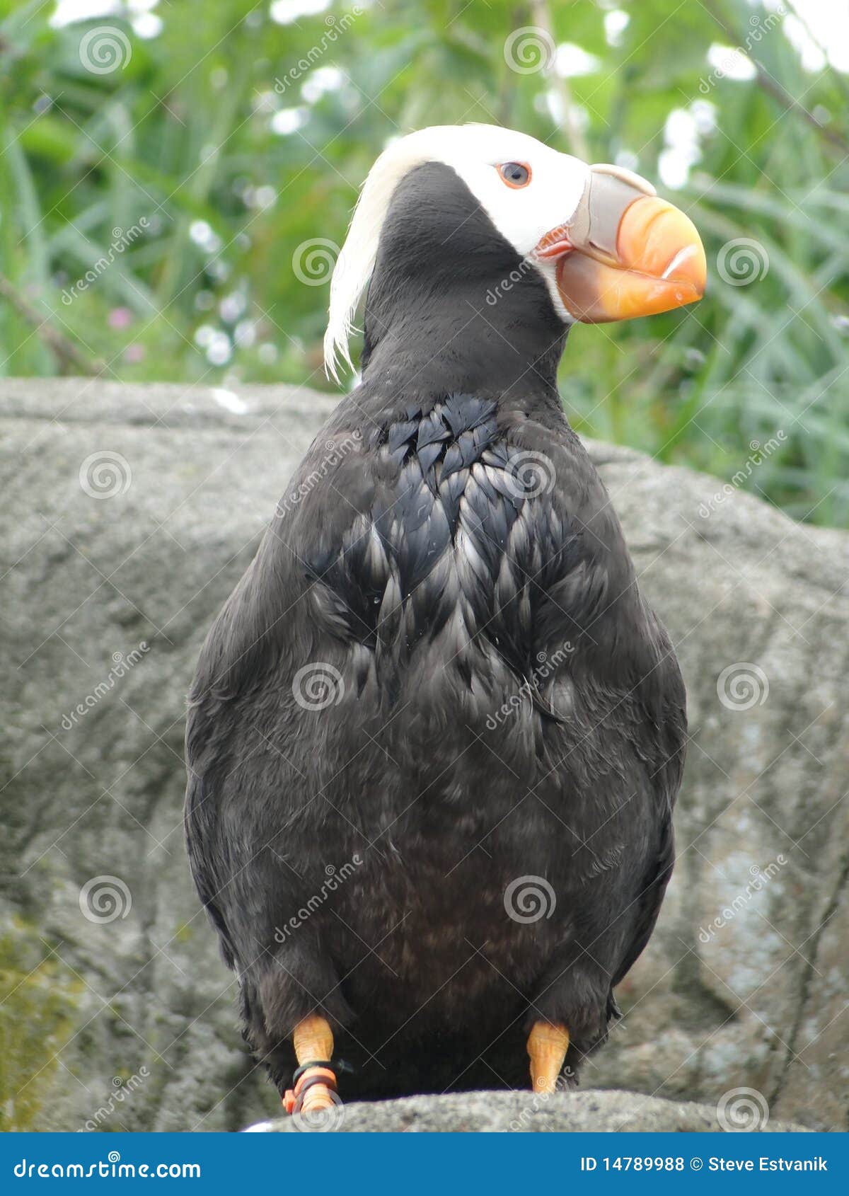 Tufted puffin, stock photo. Image of gray, life, bird - 14789988