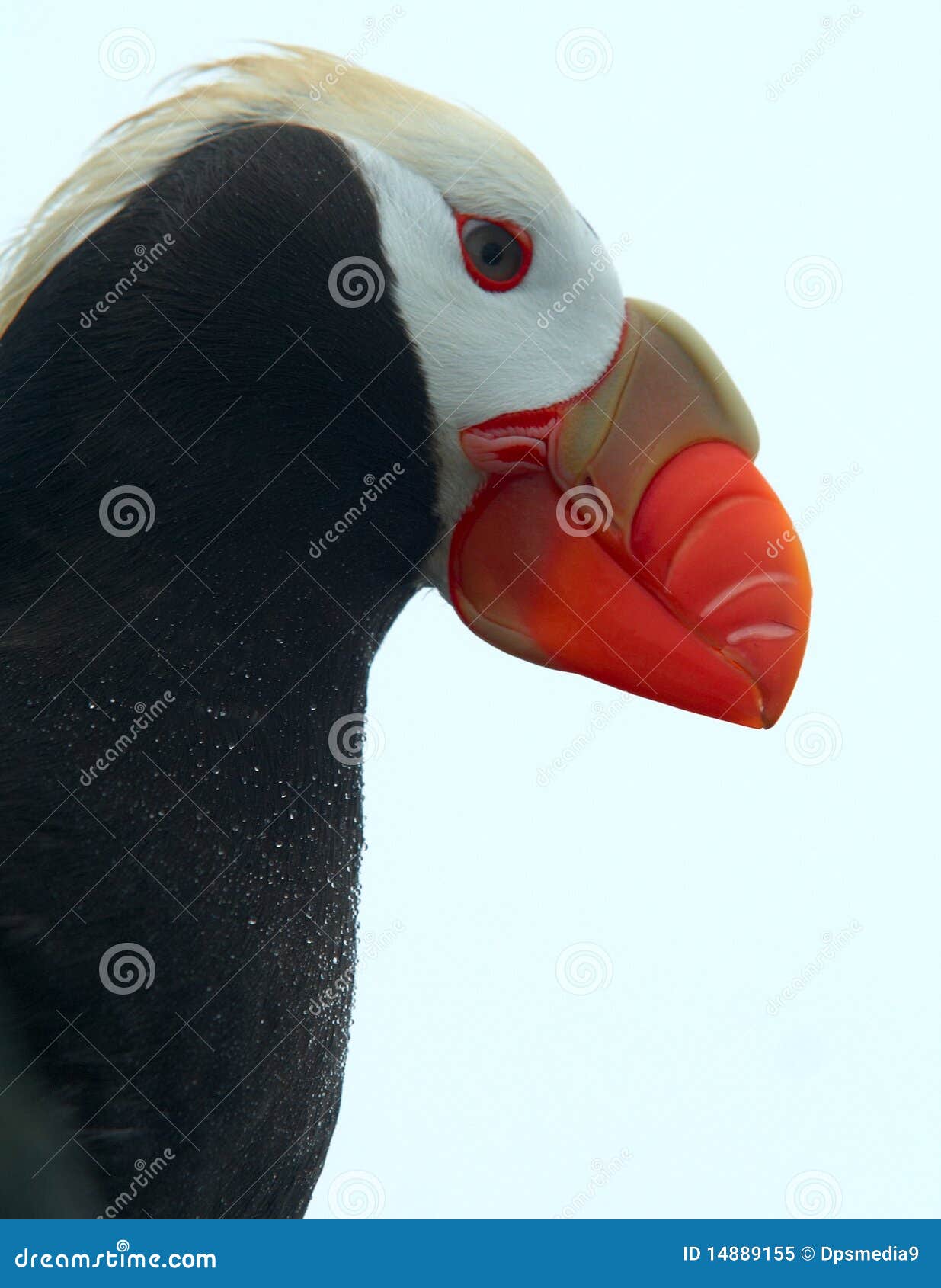 Tufted puffin stock image. Image of naturalist, flight - 14889155