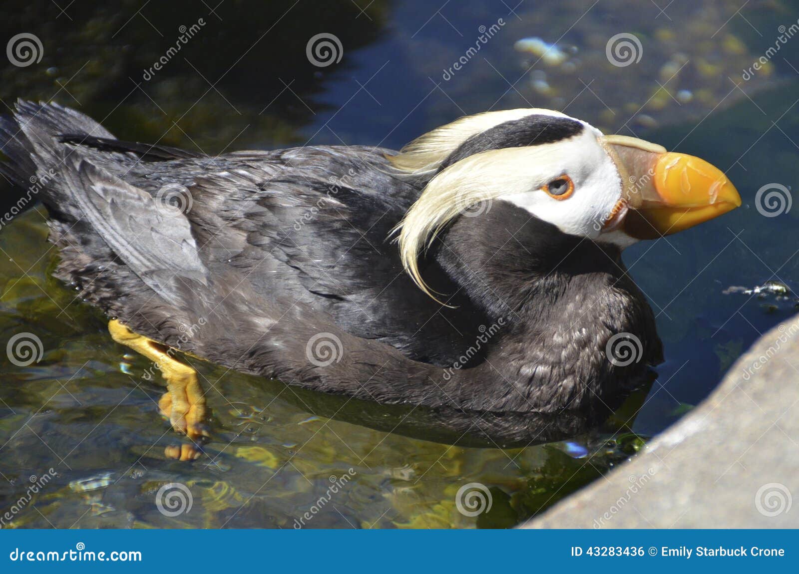 Tufted Puffin at an Aquarium Stock Photo - Image of coast, tufted: 43283436