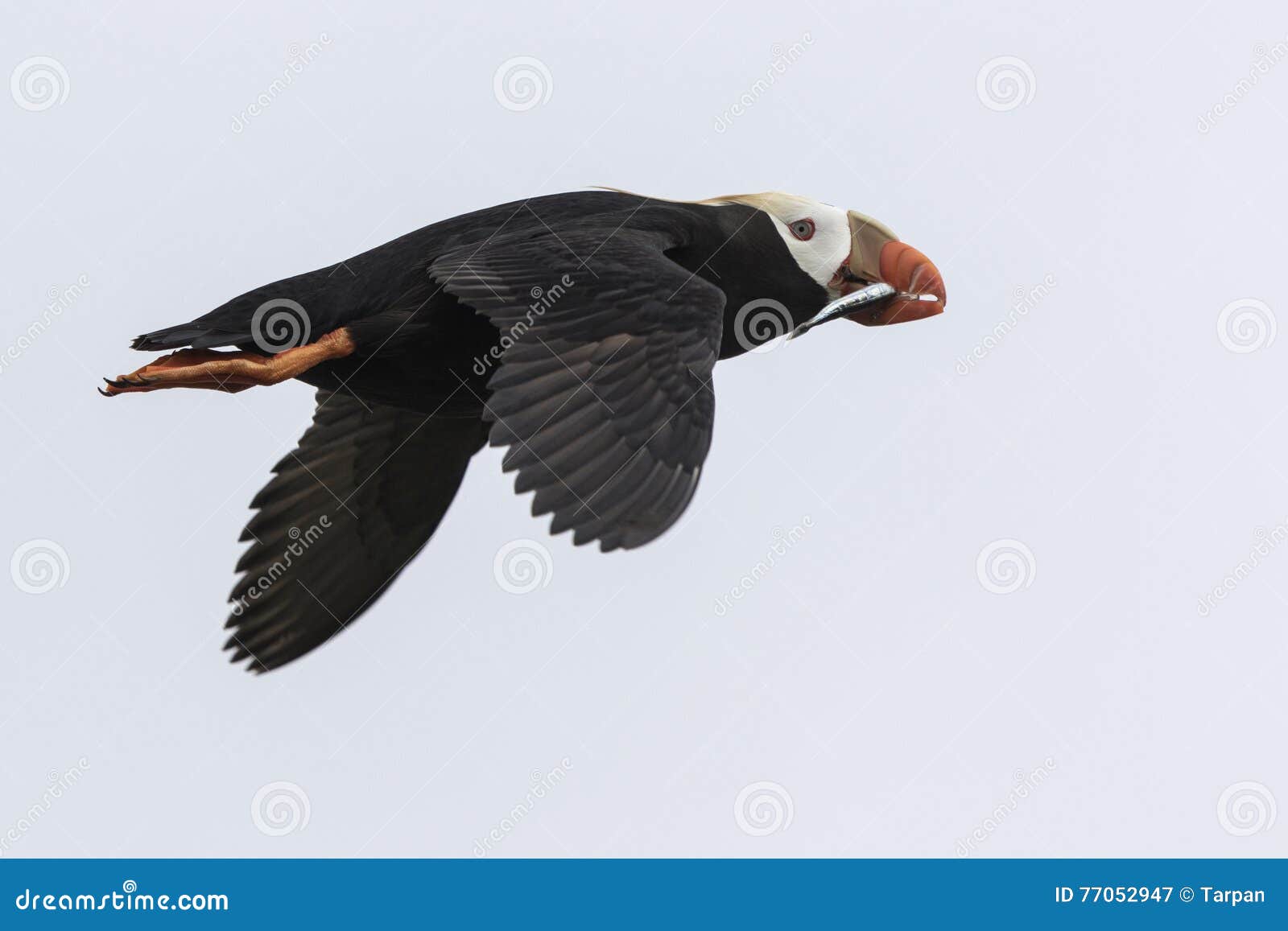 Tufted Puffin Flying in a Colony with a Fish in Beak Stock Image ...