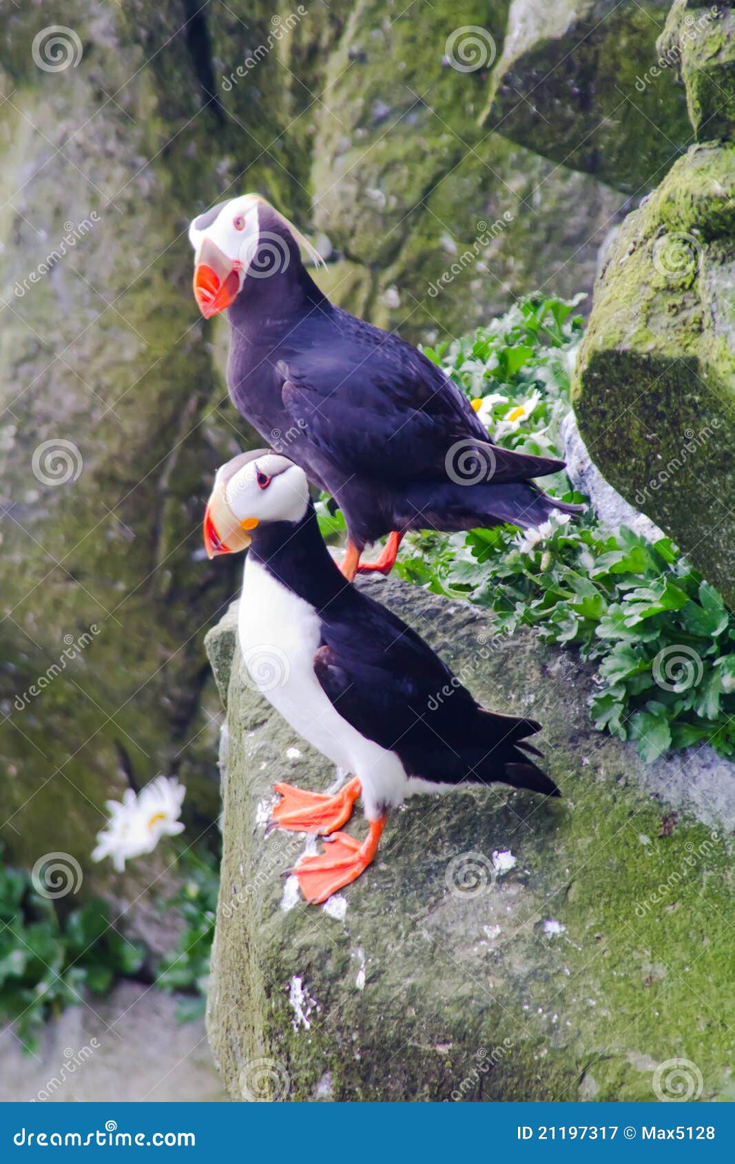 Tufted Puffin and Horned Puffin Stock Image - Image of horned, outdoor ...