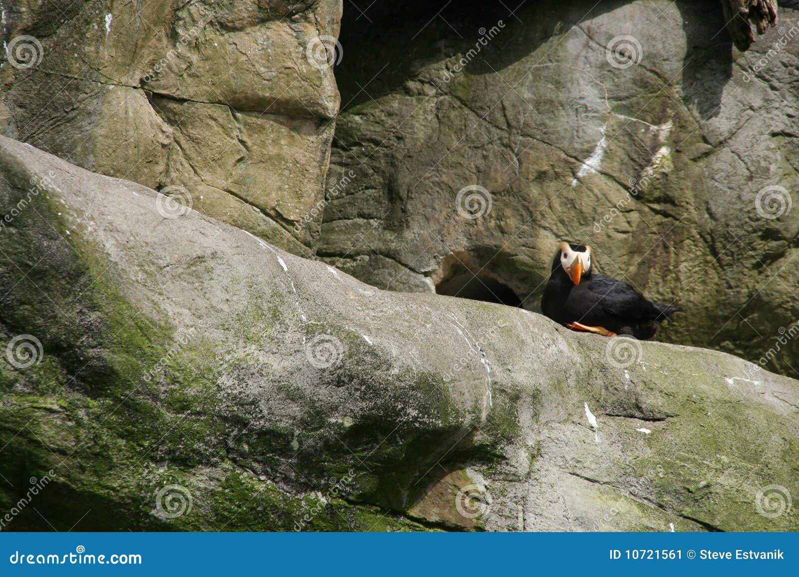 Tufted Puffin, Nesting on Rocky Ledge Stock Image - Image of animal ...