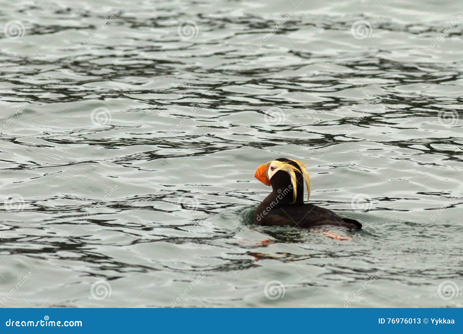 Tufted Puffin Swim in the Waters of Pacific Ocean. Stock Image - Image ...