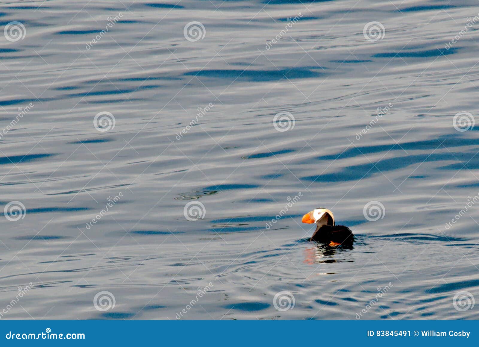 Tufted Puffin Swimming in Discovery Bay Stock Image - Image of adult ...