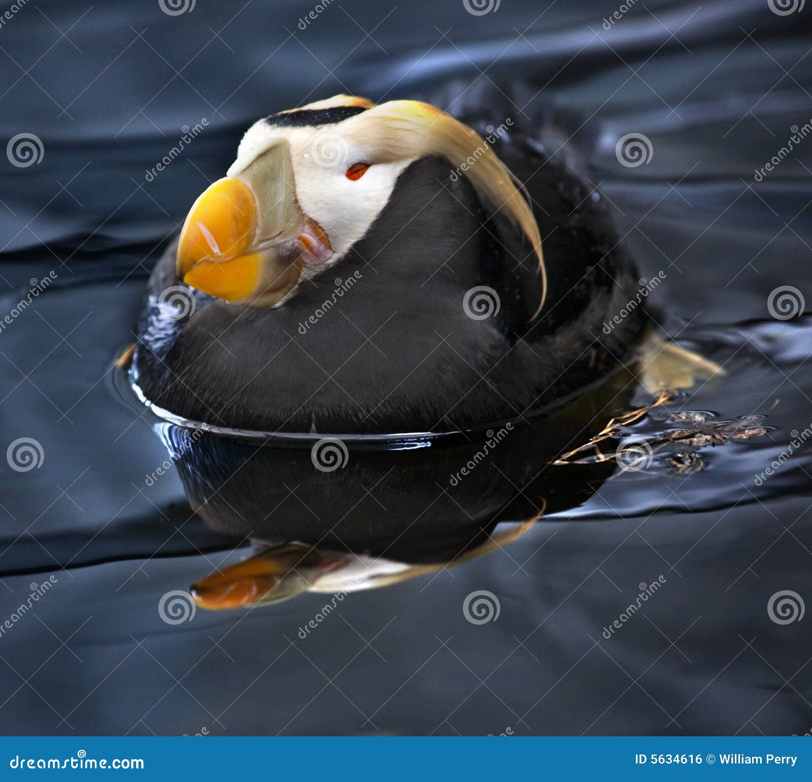 Tufted Puffin Swimming and Resting Alaska Stock Photo - Image of ...