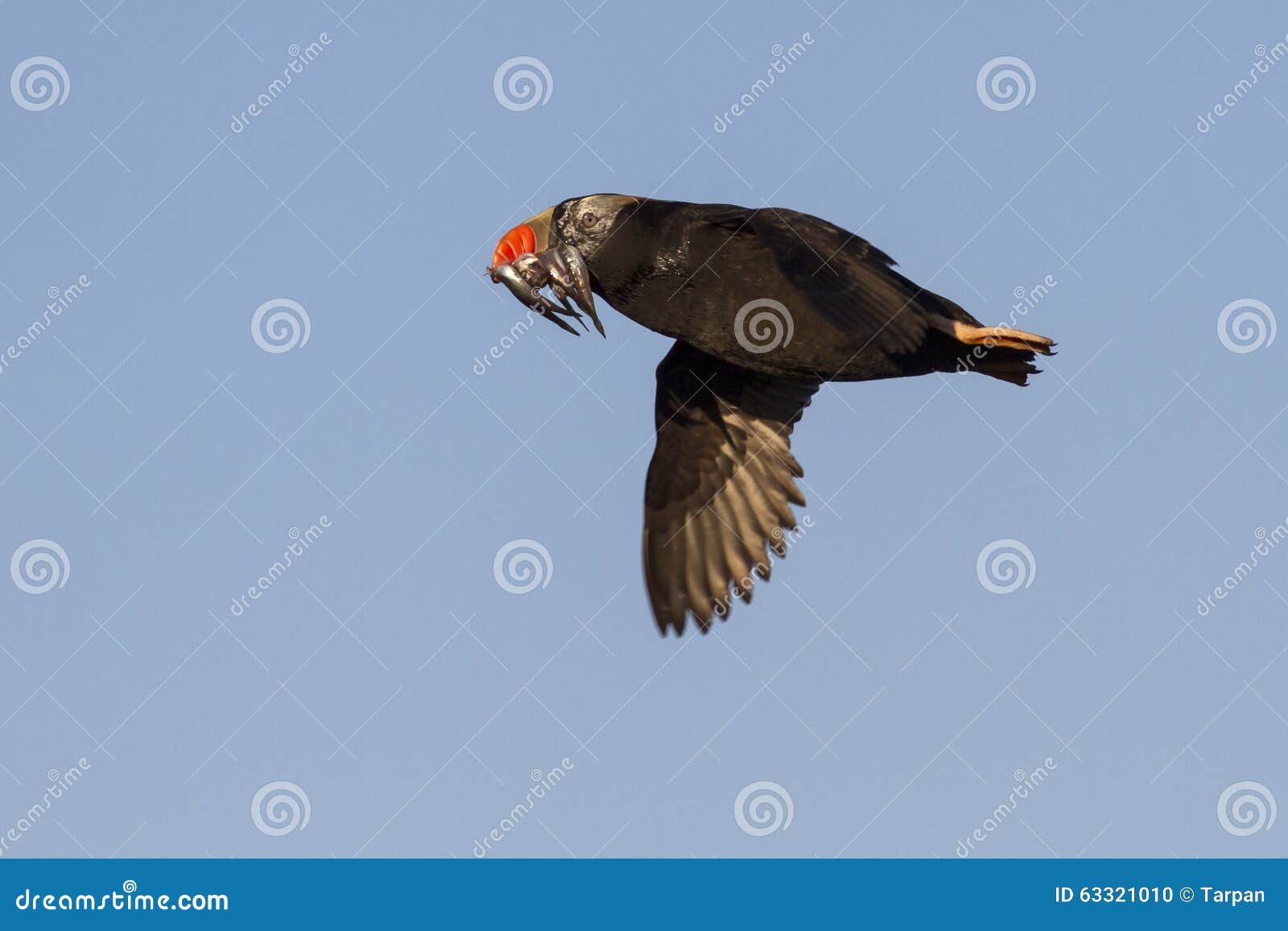 Tufted Puffin a Transitional Dress Flying with a Fish in Its Beak ...