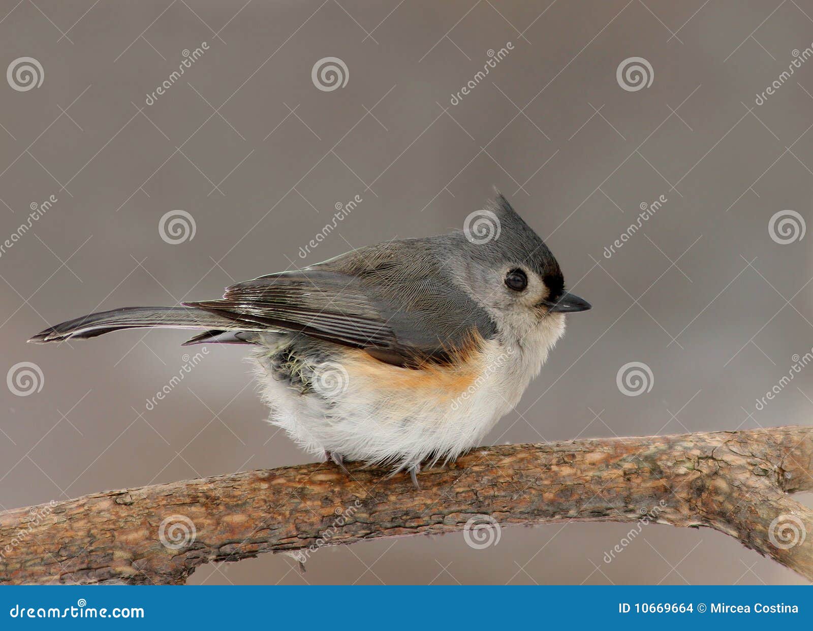 Tufted Titmouse stock photo. Image of tufted, bird, wild - 10669664