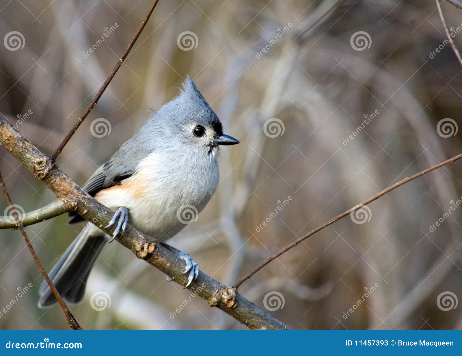 Tufted Titmouse stock image. Image of feather, forest - 11457393
