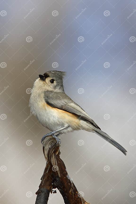 Tufted Titmouse stock image. Image of york, birds, feathers - 11999317