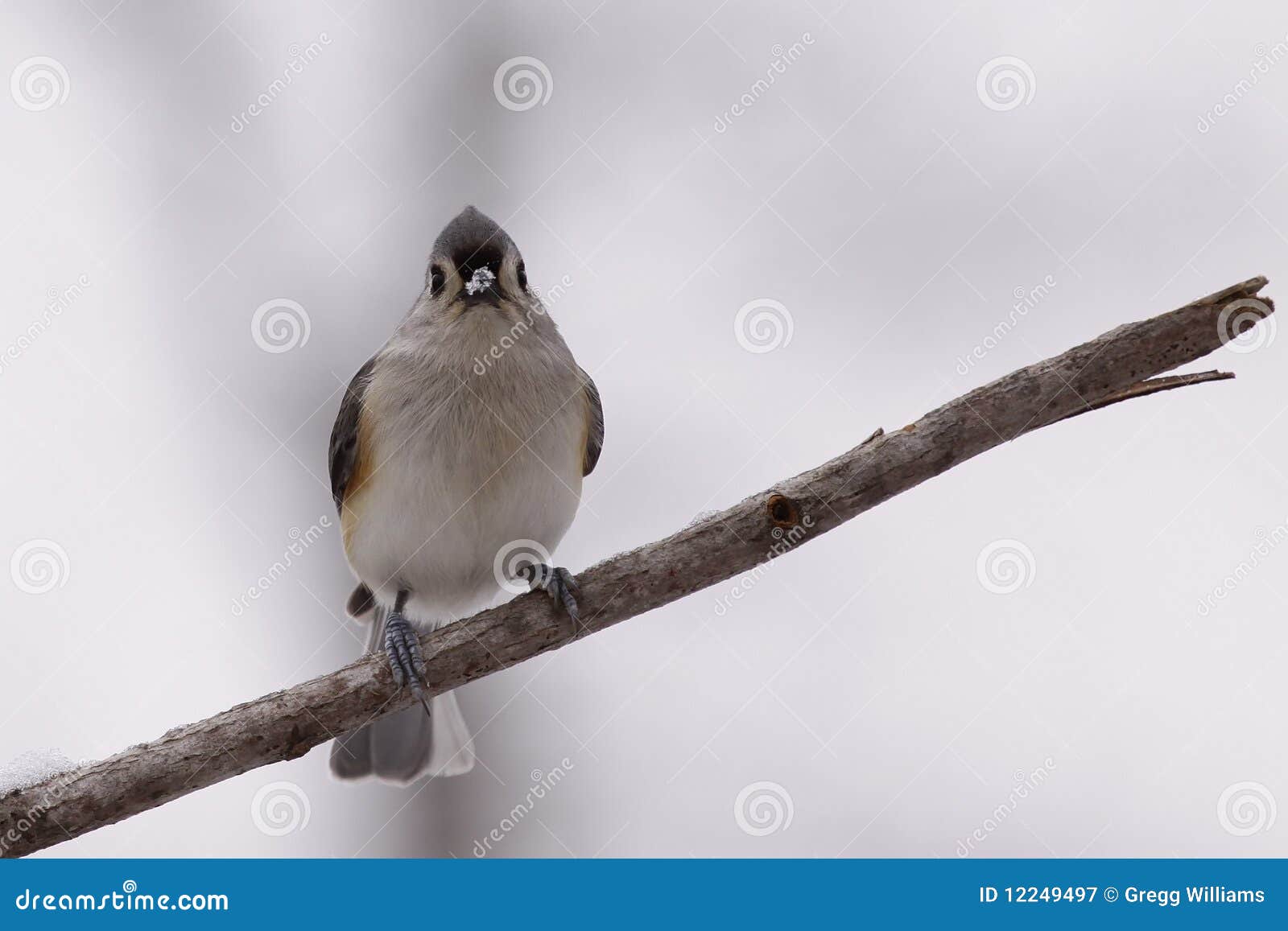 Tufted Titmouse stock image. Image of titmice, snow, birding - 12249497